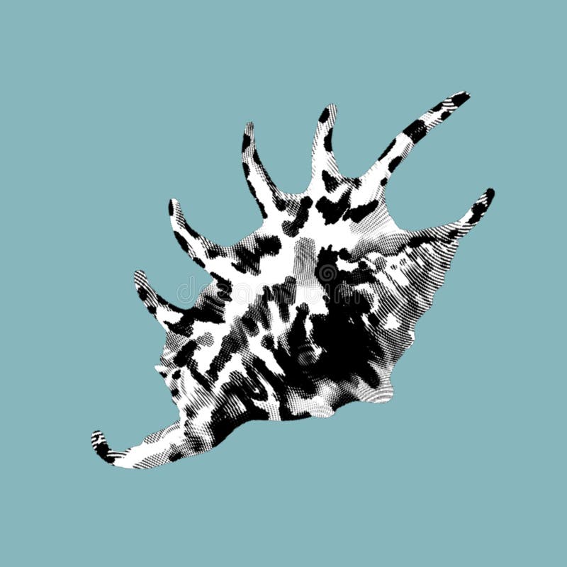 Graphic Engraving of a Seashell.Realistic Shells Illustration. Stock ...