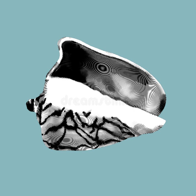 Graphic Engraving of a Seashell.Realistic Shells Illustration. Stock ...