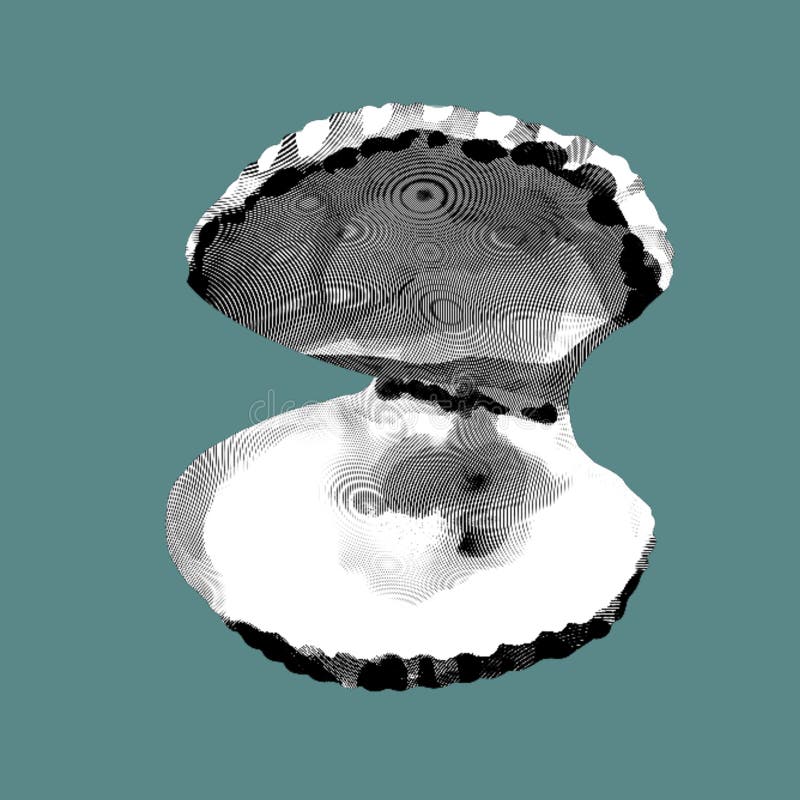 Graphic Engraving of a Seashell.Realistic Shells Illustration. Stock ...