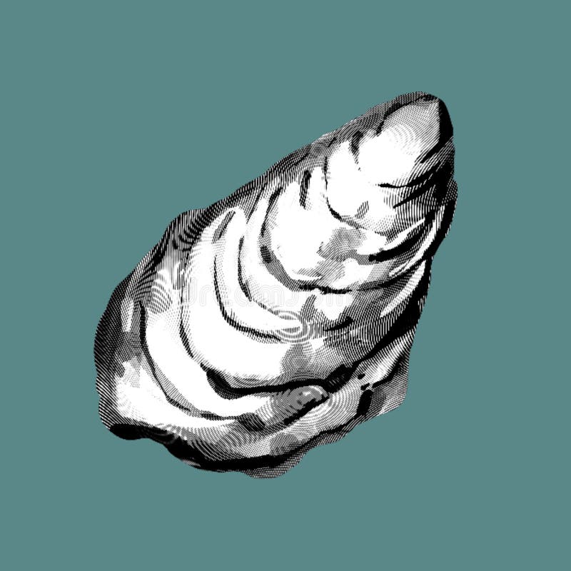 Graphic Engraving of a Seashell.Realistic Shells Illustration. Stock ...