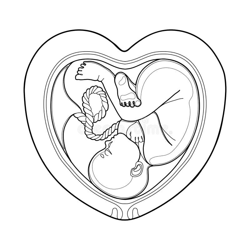 Graphic Fetus Inside The Womb Stock Vector Illustration Of Love Fetal 65817256