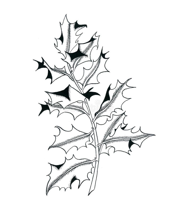 Holly Tree Twig with Green Leaves and Red Berries. Stock Illustration ... Holly Tree Twig with Green Leaves and Red Berries. Stock Illustration ...