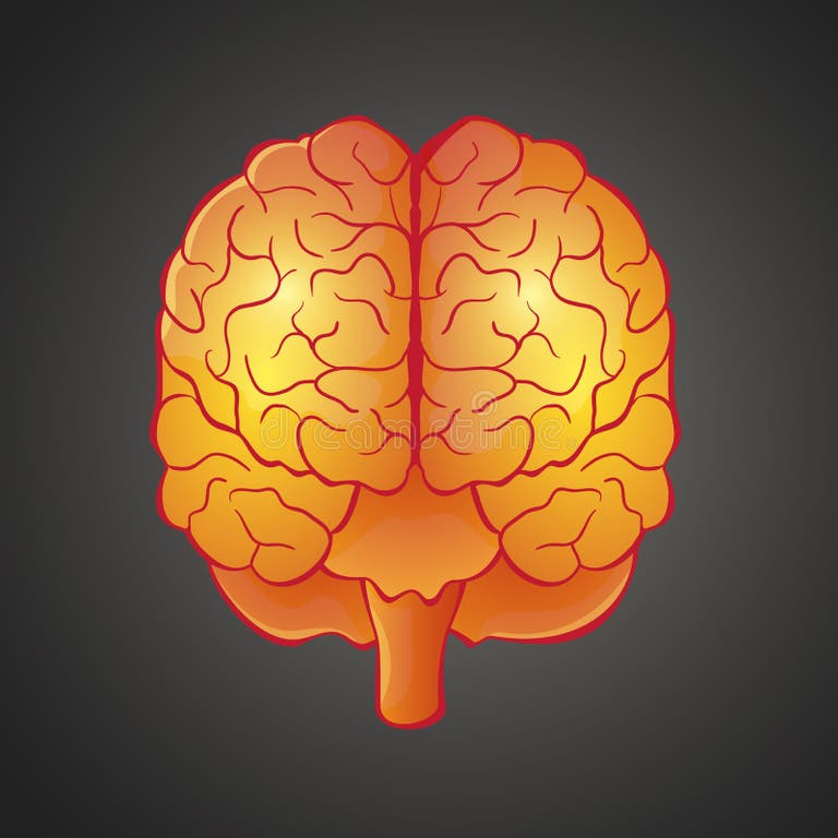 Front View Human Brain Stock Illustrations – 800 Front View Human Brain ...