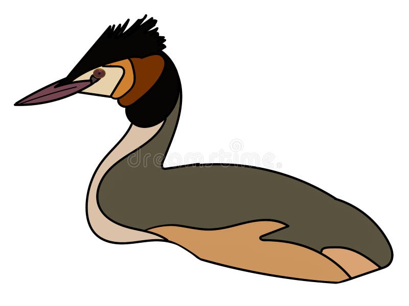 Great Crested Grebe Stock Illustrations – 17 Great Crested Grebe Stock ...