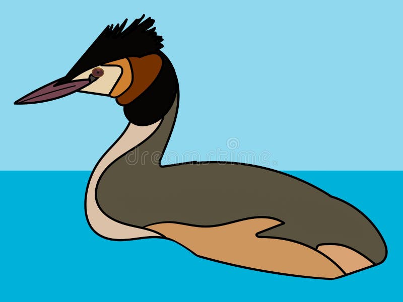 Crested Grebe Stock Illustrations – 18 Crested Grebe Stock ...
