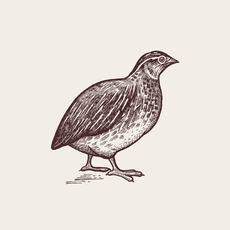 Quail Bird Illustration Stock Vector Illustration Of Background 9567530