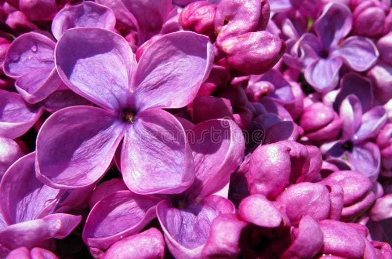 Lilac Blooms Illustration stock illustration. Illustration of scent ...