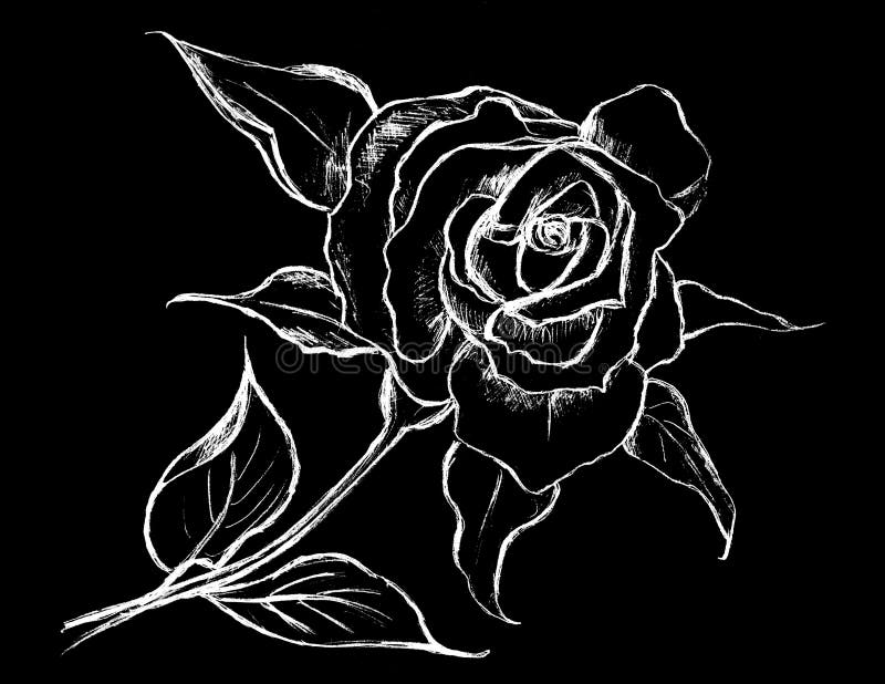 White Rose Black Background Drawing