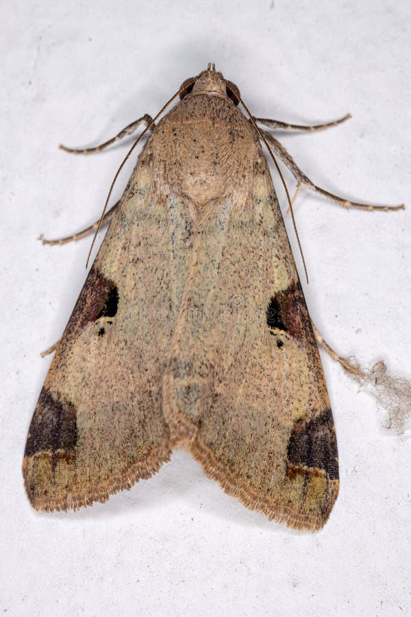 Graphic Owlet Moth stock photo. Image of fauna, hodges - 195299250