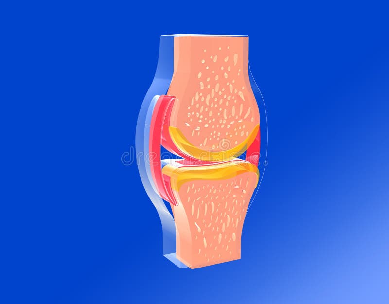 3D Illustration of a Synovial Joint Seen from the Front. Stock ...