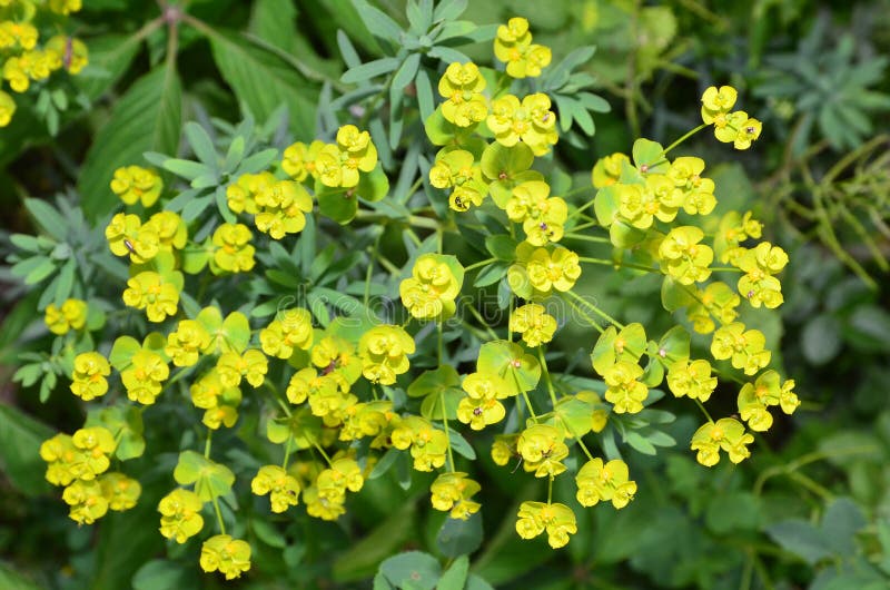 The Graphic Resource Consists of Small Yellow Colors. Stock Image ...