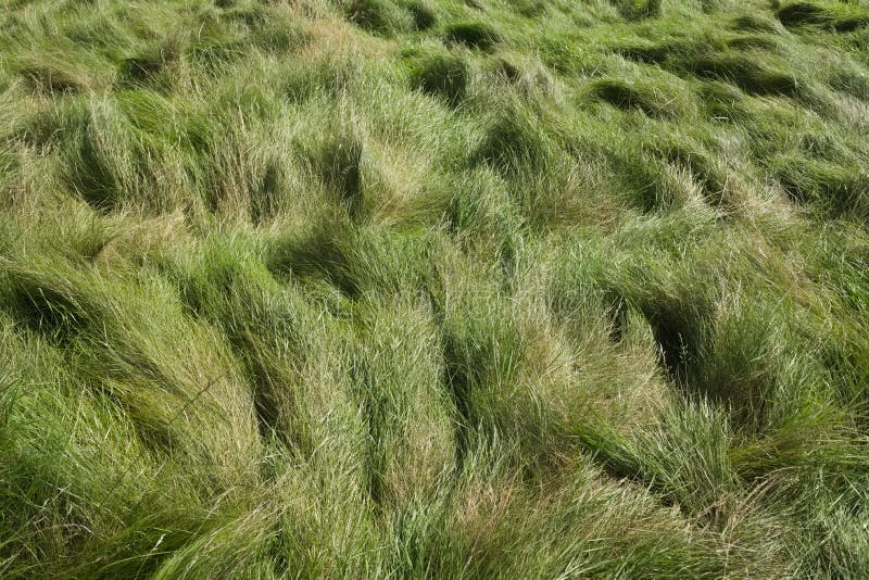 1,374 Long Wavy Grass Photos - Free & Royalty-Free Stock Photos from ...