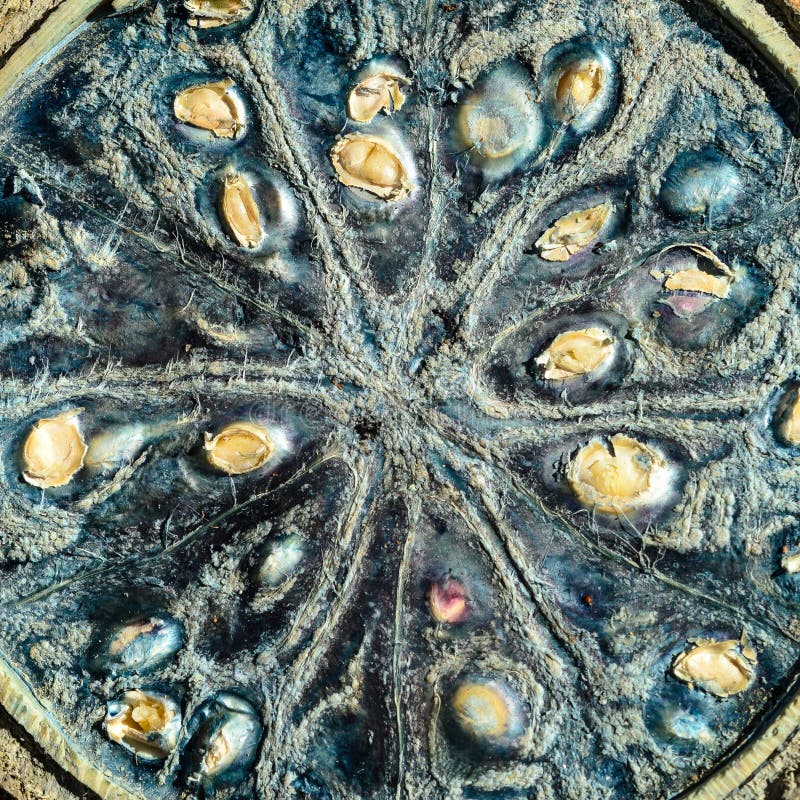 Graphic Resources. Natural Plant Backgrounds Stock Photo - Image of ...