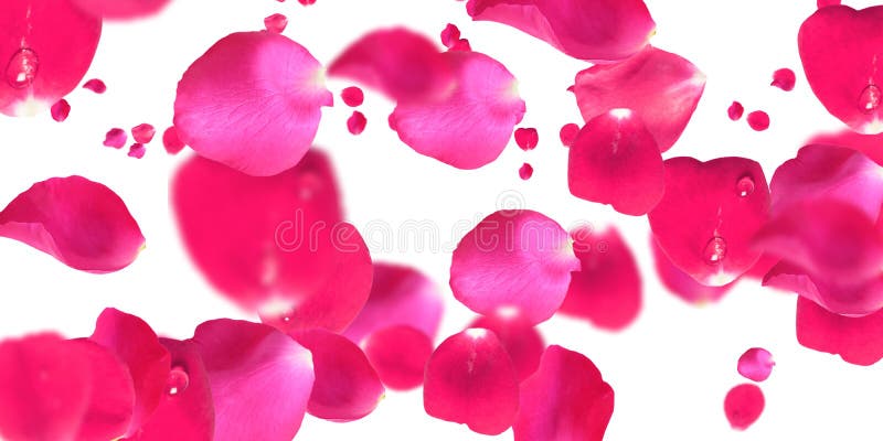 Rose Patels Stock Image White Background Stock Photo - Image of petals ...
