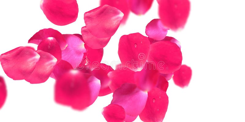 Rose Patels Stock Image White Background Stock Photo - Image of pattern ...