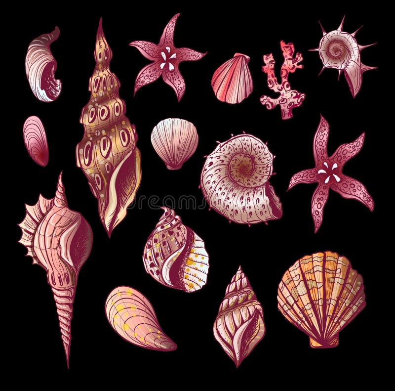 Graphic Shell in Vintage Style. Vector. Stock Vector - Illustration of ...