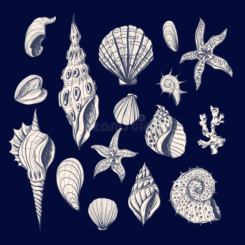 Graphic Shell in Vintage Style. Vector. Stock Vector - Illustration of ...