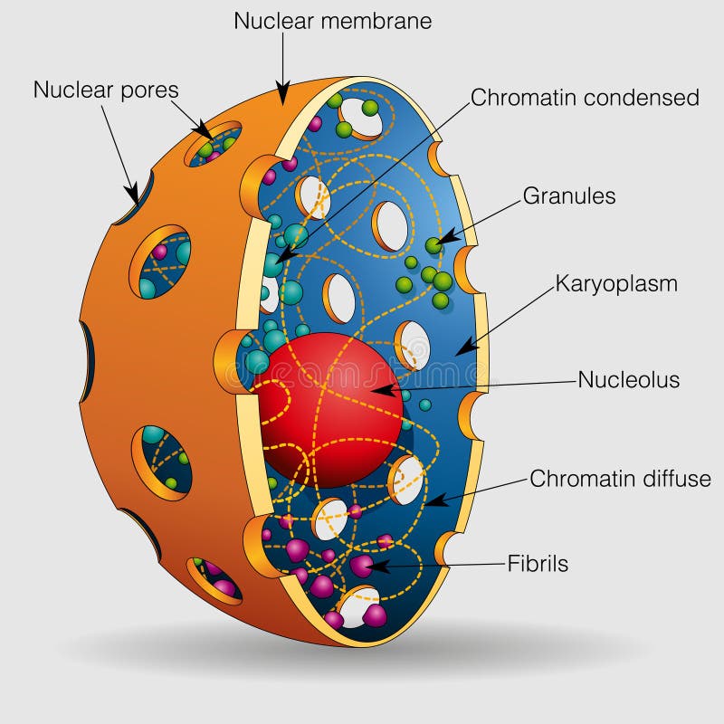 The Graphic Shows the Elements of a Human Cell. Vector Image Stock ...