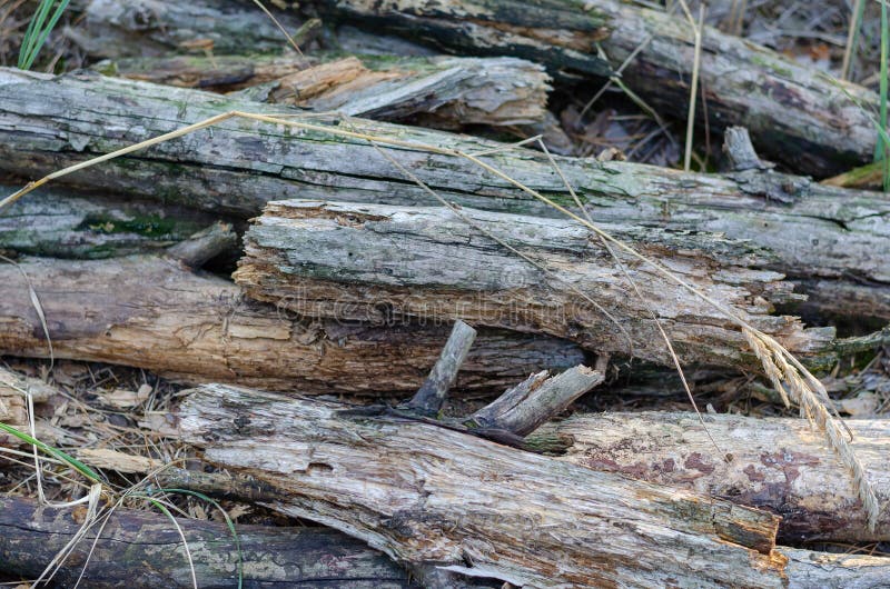 Old Rotten Branches and Logs on the Ground. Selective Focus. Stock ...