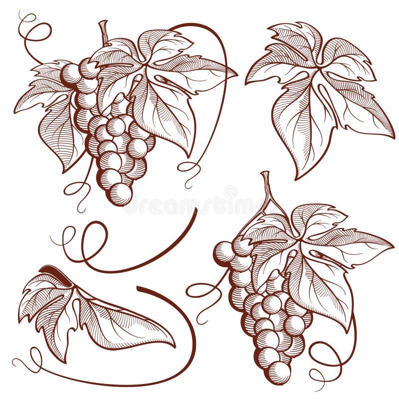 Graphic Vector Set Bunch of Grapes and Vine Elements Stock Vector ...