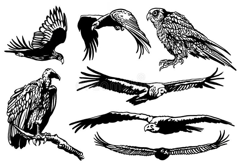 Graphical Big Collection of Birds on White Isolated ,vector Eagles and ...
