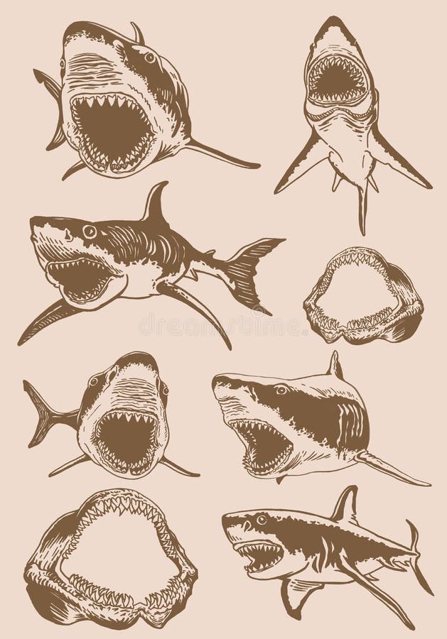 Great White Sharks White Background Stock Illustrations 325 Great White Sharks White