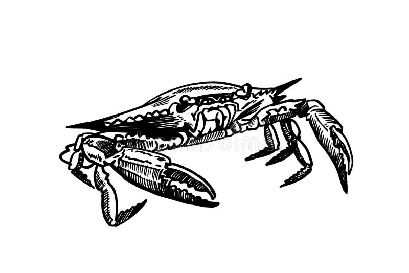 Graphical Blue Crab on White Background,vector Illustration Stock ...