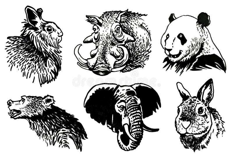 Graphical Collection of African Animals Isolated on White Background ...