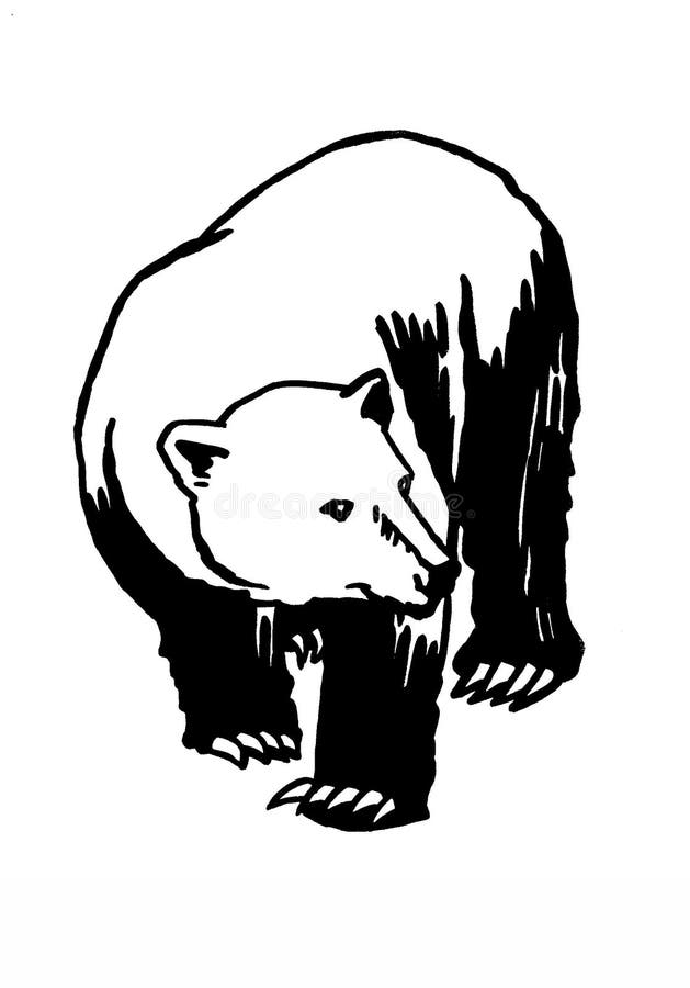 Graphical Drawing of Polar Bear Isolated on White,vector Illustration ...