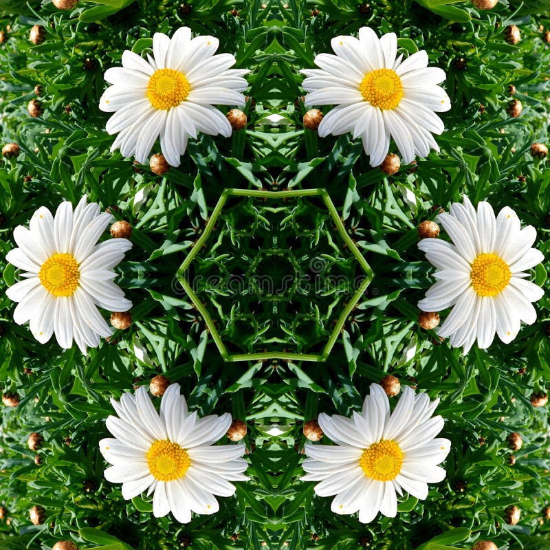 Graphical Elements Made of a Daisy Flower Picture Stock Image - Image ...