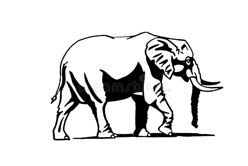 Graphical Elephant Walking on White Background, Vector Illustration ...