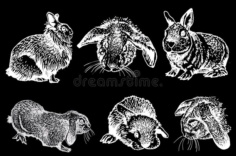 Graphical Engraved Set of Rabbits Isolated on Black Background,vector ...