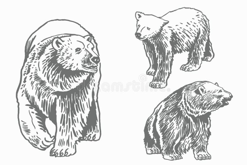 Graphical Grey Grizzly Bears Set Isolated On White Vector Illustration