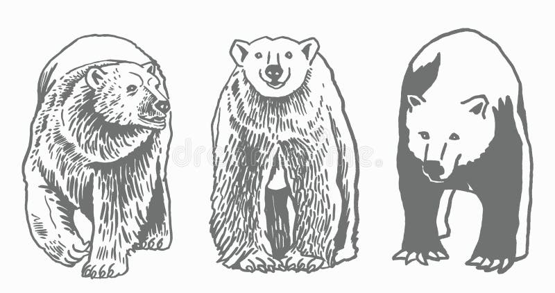 Graphical Grey Grizzly Bears Set Isolated on White,vector Illustration ...