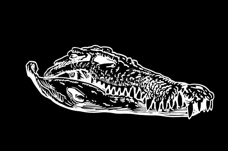 Alligator Skull Stock Illustrations – 143 Alligator Skull Stock ...