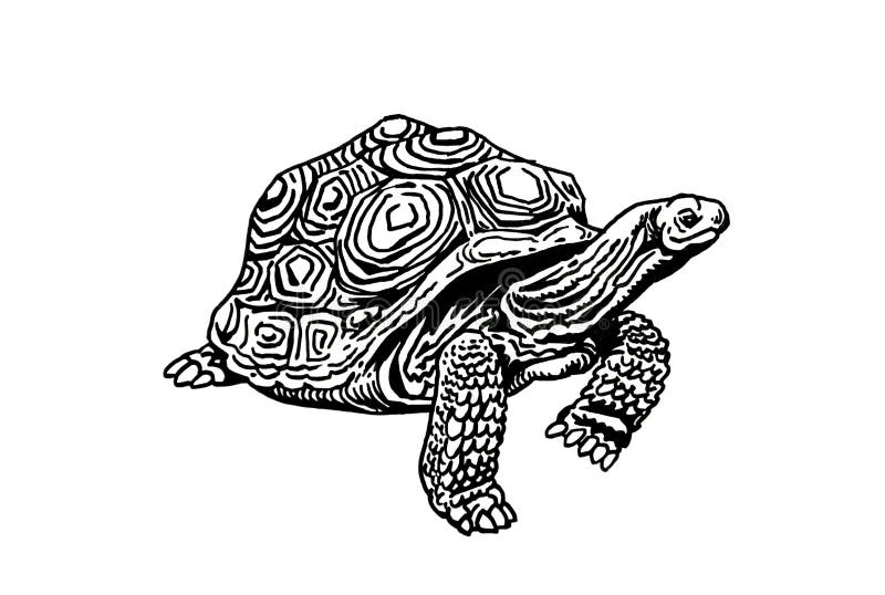Box Turtle Vector