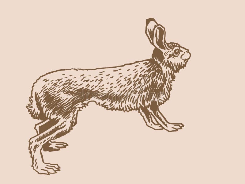 Graphical Hare , Sepia Background. Vector Drawing of Forest Animal ...
