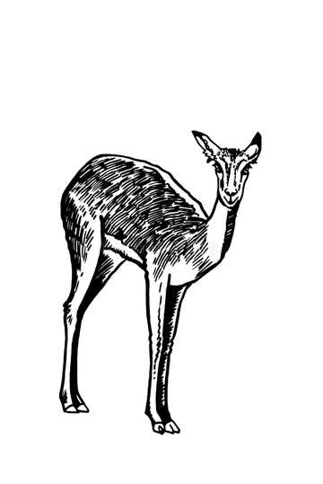 Roe Draw Stock Illustrations – 199 Roe Draw Stock Illustrations ...