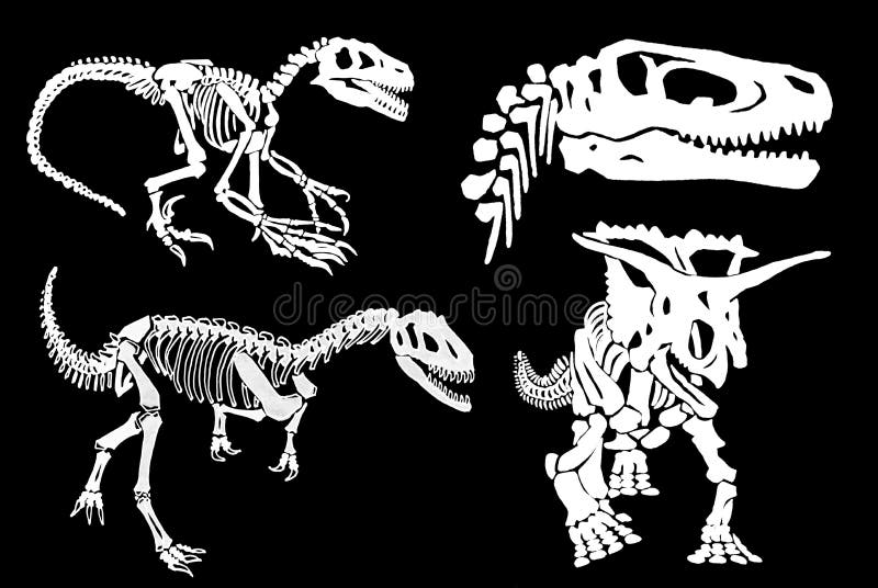 Graphical Illustration, Set of Dinosaur Skeletons Isolated on Black ... Graphical Illustration, Set of Dinosaur Skeletons Isolated on Black ...