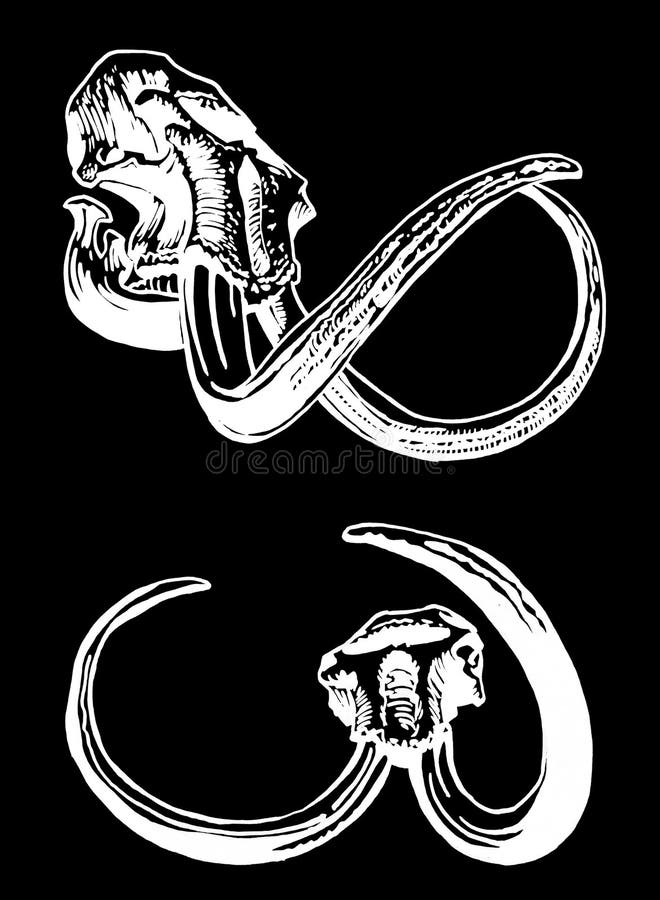 Graphical Set of Mammoth Skeletons and Skulls Isolated on White ...