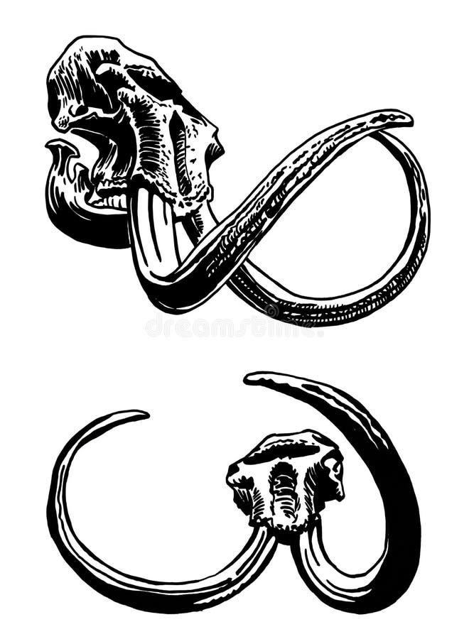 Graphical Illustration, Skulls of Mammoth ,vector Stock Vector ...