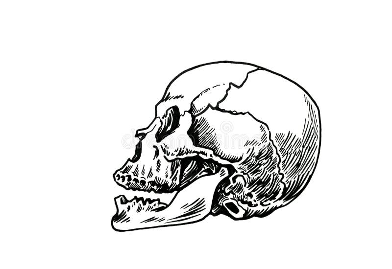 Graphical Mayan Skull Isolated on White, Long Skull of Ancient Tribe ...