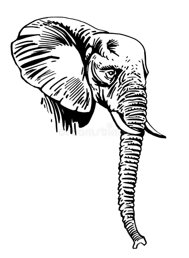 Graphical Portrait of Elephant Isolated on White Background, Vector ...
