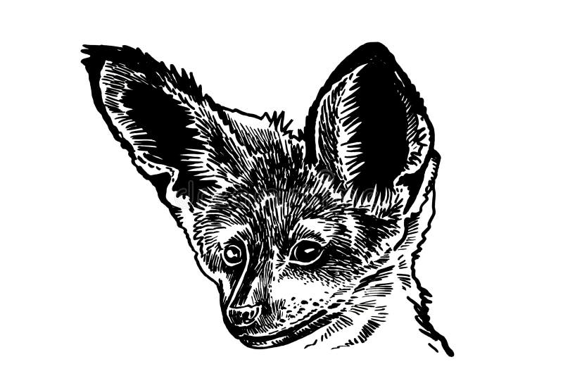 Graphical Portrait of Fox with Long Ears on White, Vector Illustration ...