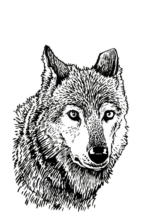 Graphical Wolf Walking Isolated on Black Background,vector Illustration ...