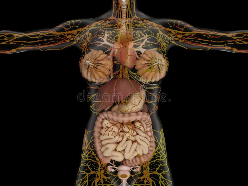 The human blood system stock illustration. Illustration of figure ...