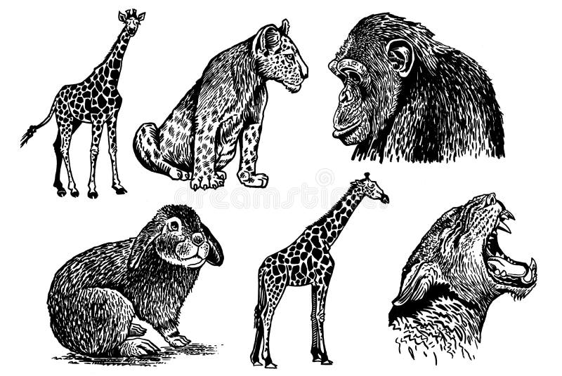 Graphical Set of Animals Isolated on White Background,vector ...