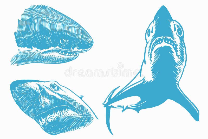 Graphical Set of Blue Sharks Isolated on White Background,vector Color ...