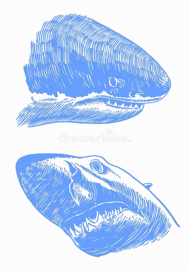 Graphical Blue Shark Isolated on White Background, Vector Color ...