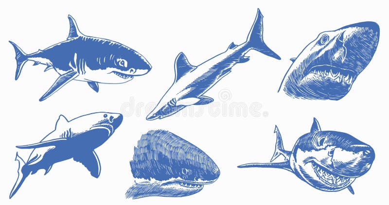 Graphical Set of Blue Sharks Isolated on White Background,vector Color ...